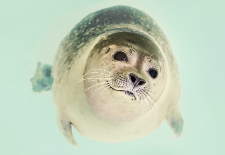Meet Dr Adele Morrison: close encounters with the Southern Ocean ...